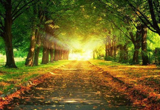 Buy Green Big Tree Backdrop Spring Sunshine Avenue for Photography ...