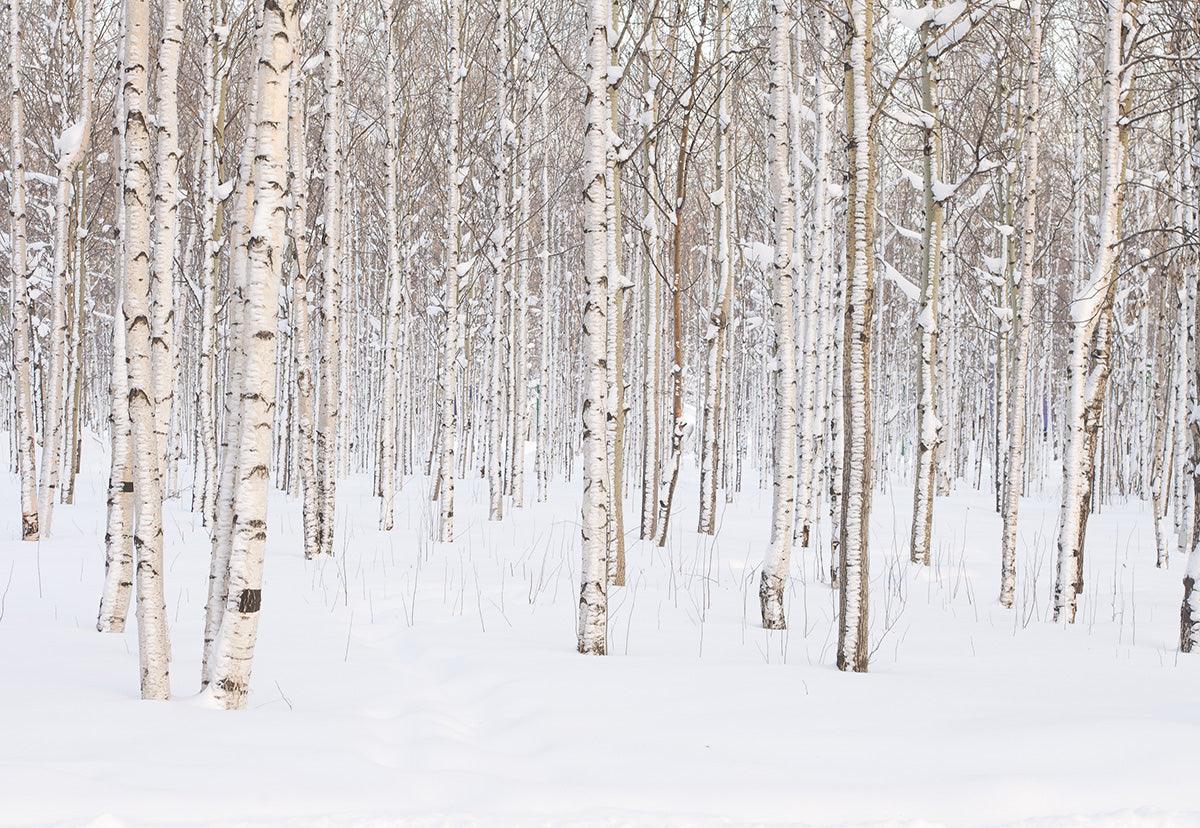 Buy Snow Cover Forest Photography Backdrop Winter Background Online ...