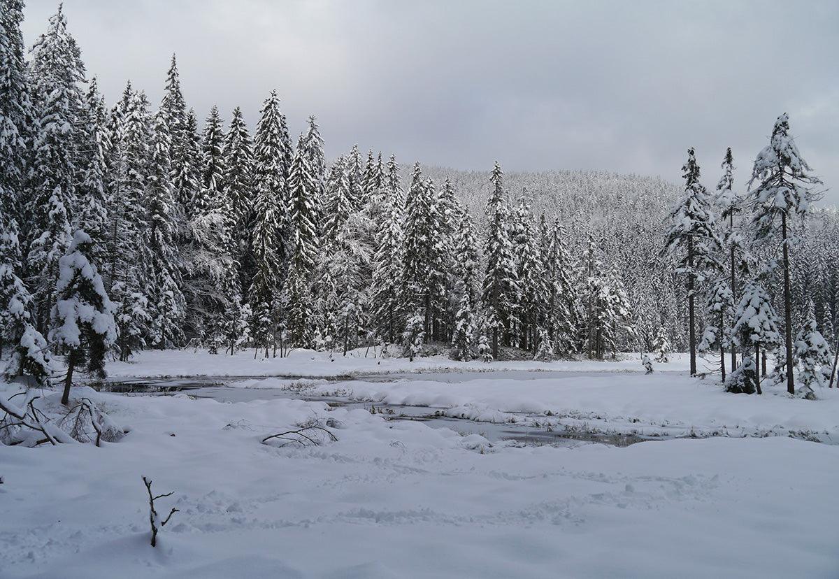Buy Winter Snow Cover Pine Forest Photography Backdrop Online ...